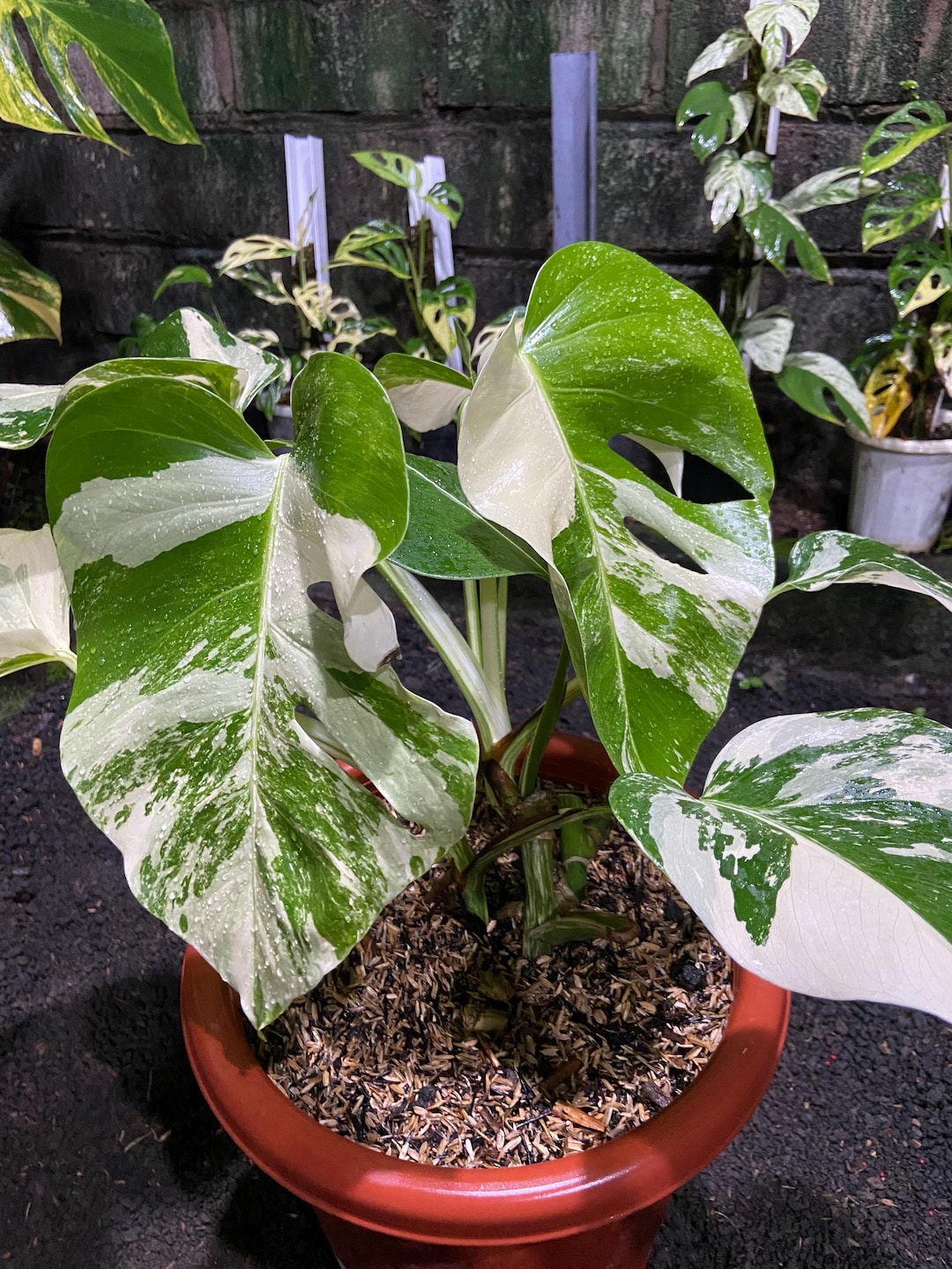 Monstera Albo Holland Variegated Borgiana Real Picture - Etsy