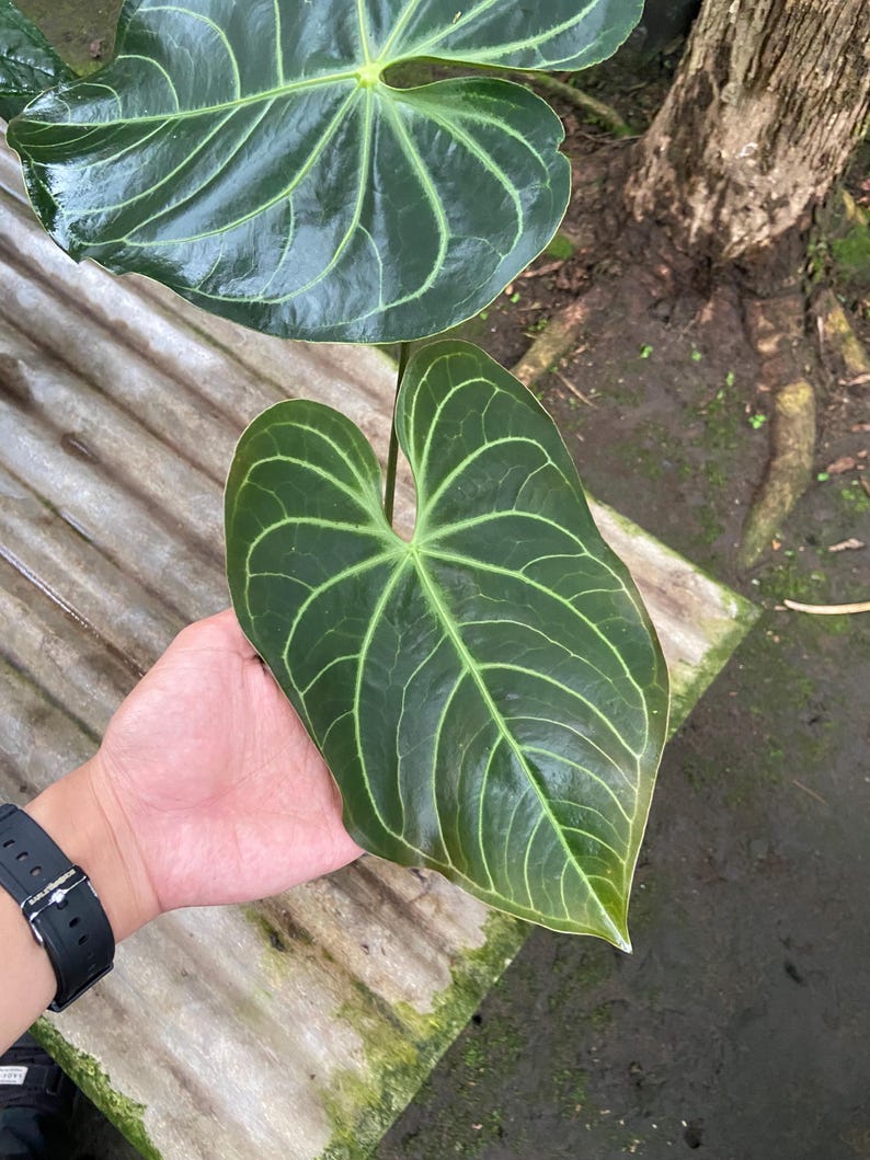 Anthurium Mangnifikum X Regale Plant, Real Picture Large Size Leaves - Etsy