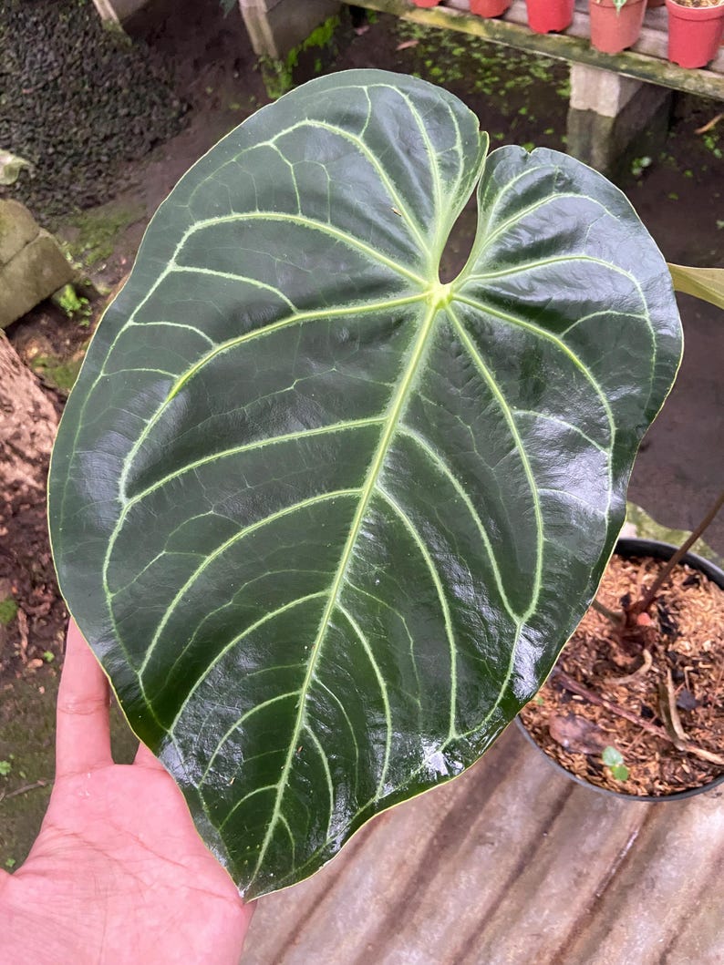 Anthurium Mangnifikum X Regale Plant, Real Picture Large Size Leaves - Etsy