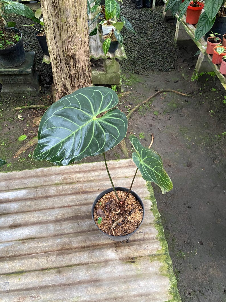 Anthurium Mangnifikum X Regale Plant, Real Picture Large Size Leaves - Etsy