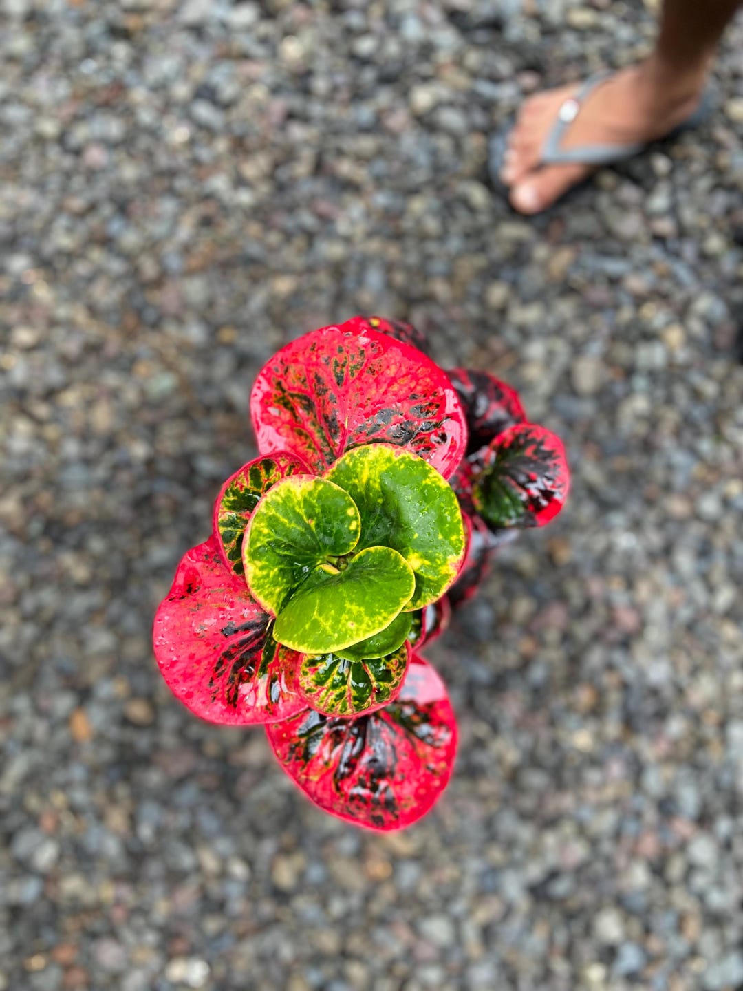 Croton Red Apple BR Plant, Charming Foliage - Etsy
