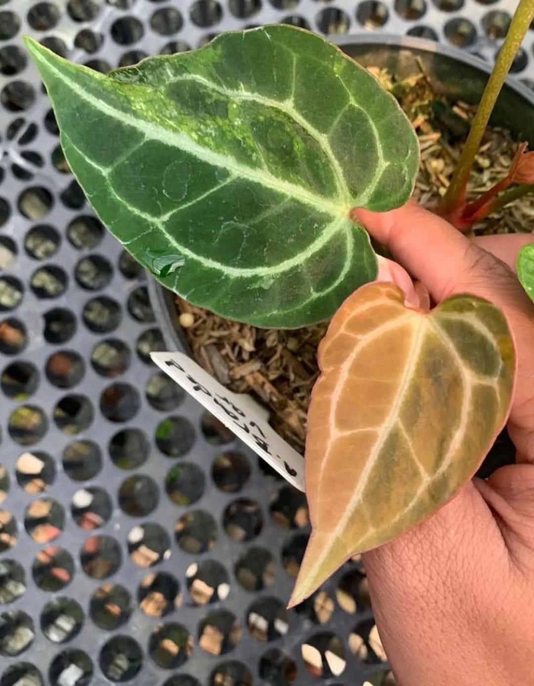 Anthurium Variegated Crystalinum X Magnificum 2 Fresh Healthy Active ...