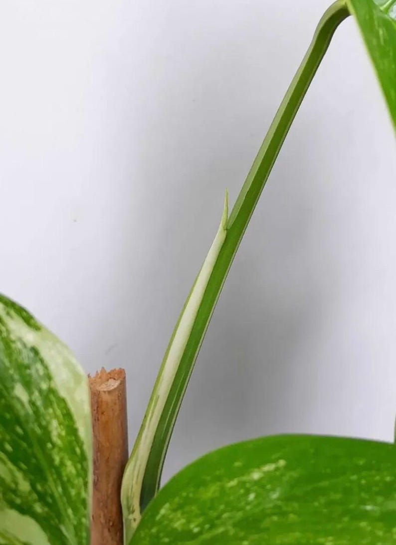 Variegated Monstera Albo White Tiger Beauty Real Picture Lush Leave ...