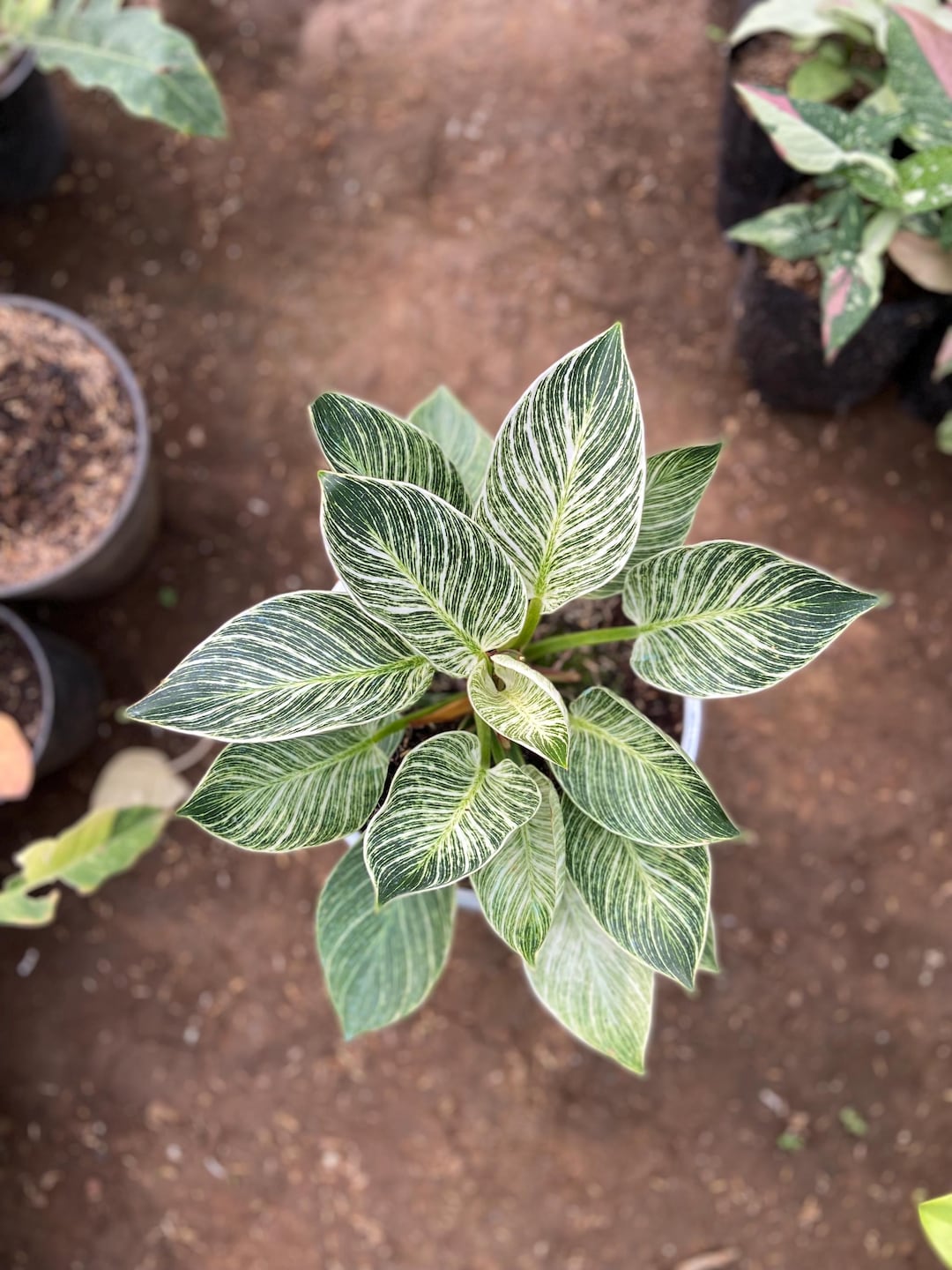 Philodendron Birkin Mutation Variegated Beauty Real Picture - Etsy
