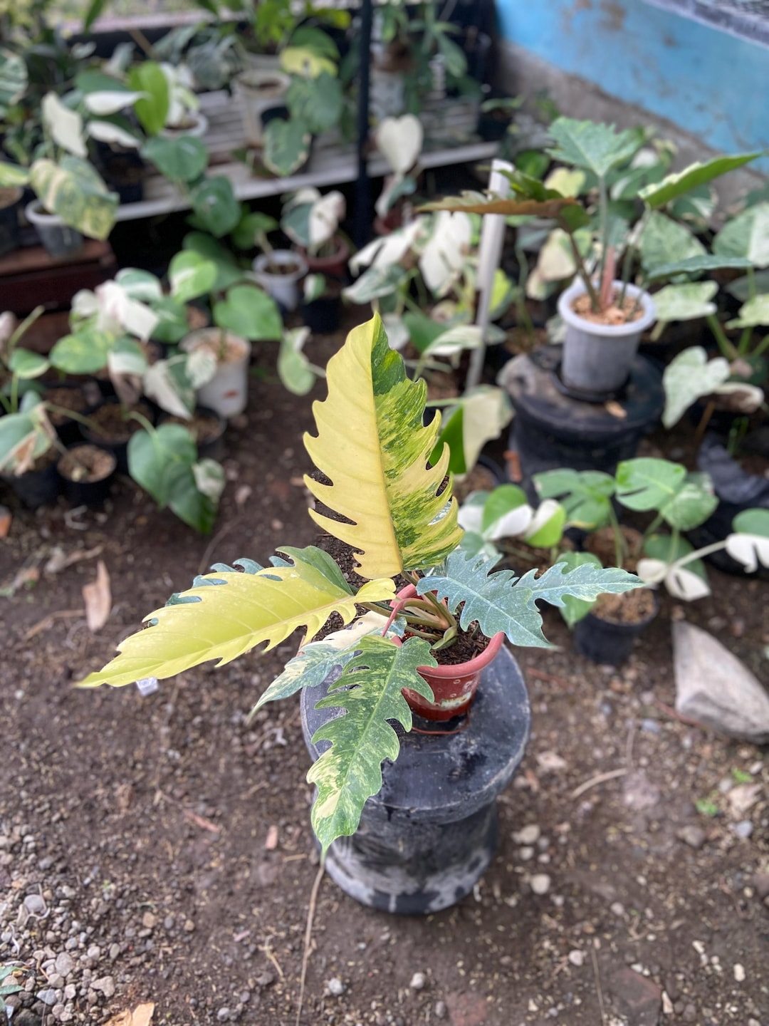 Philodendron Caramel Variegated Good, Healthy, Lush Leaves Large Size ...