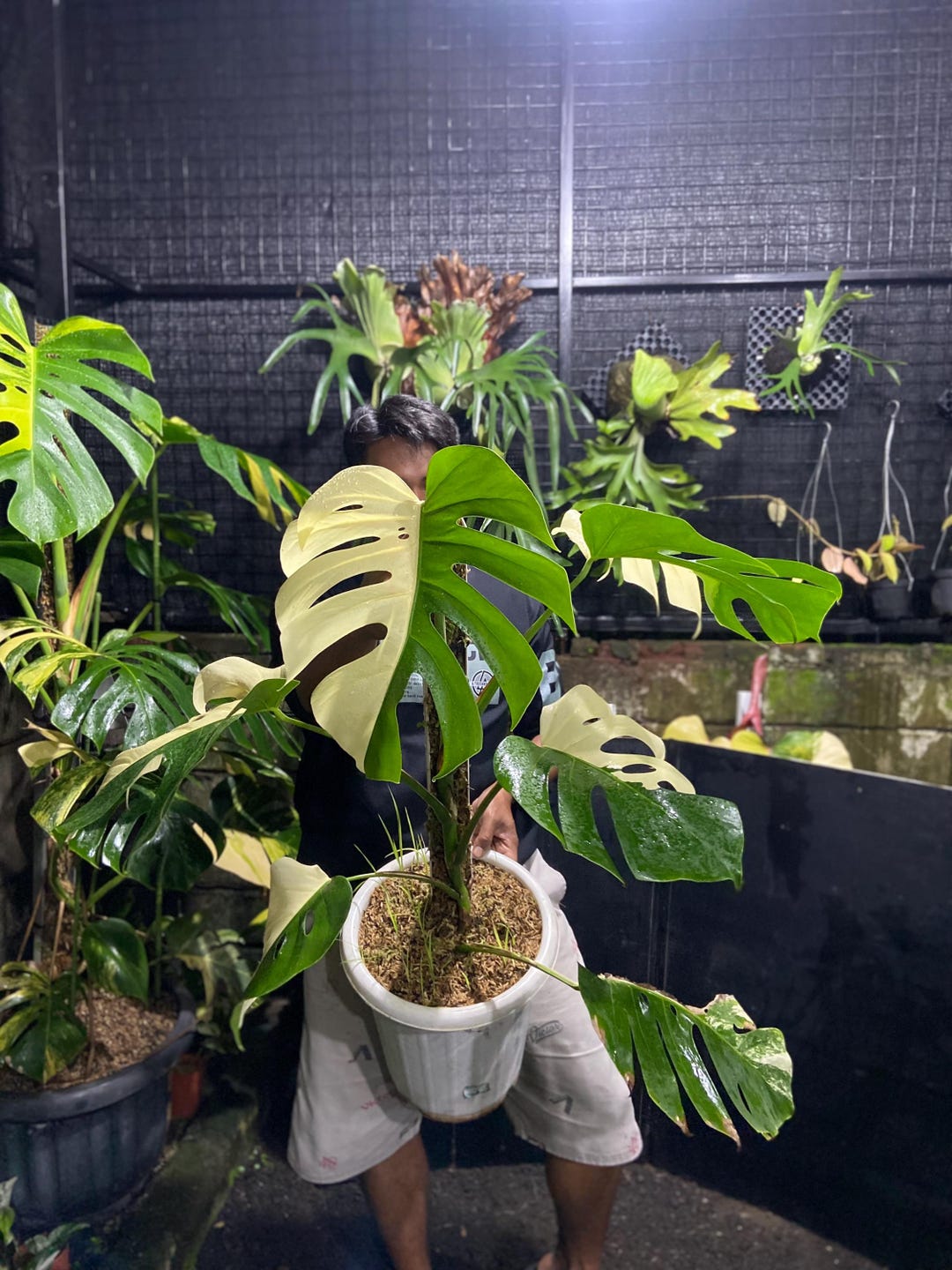 Monstera Albo Halfmoon Beauty Leaves Big Size Real Picture - Etsy