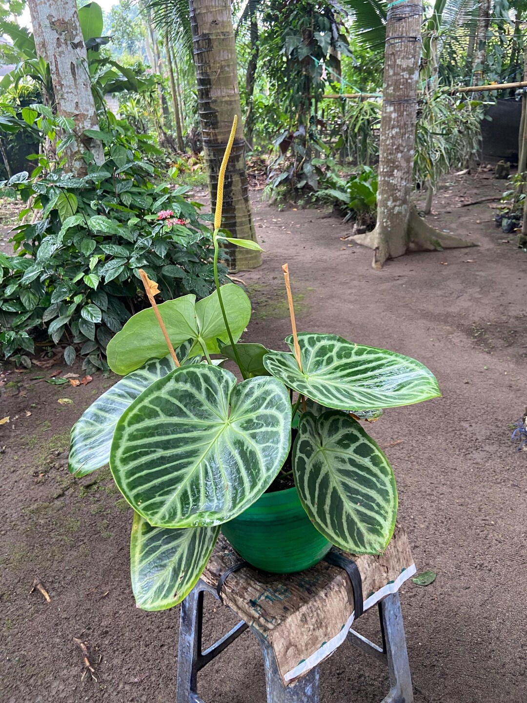 Anthurium Dorayaki Silver Chrome Plant, Large Size Lush Leaves Real ...