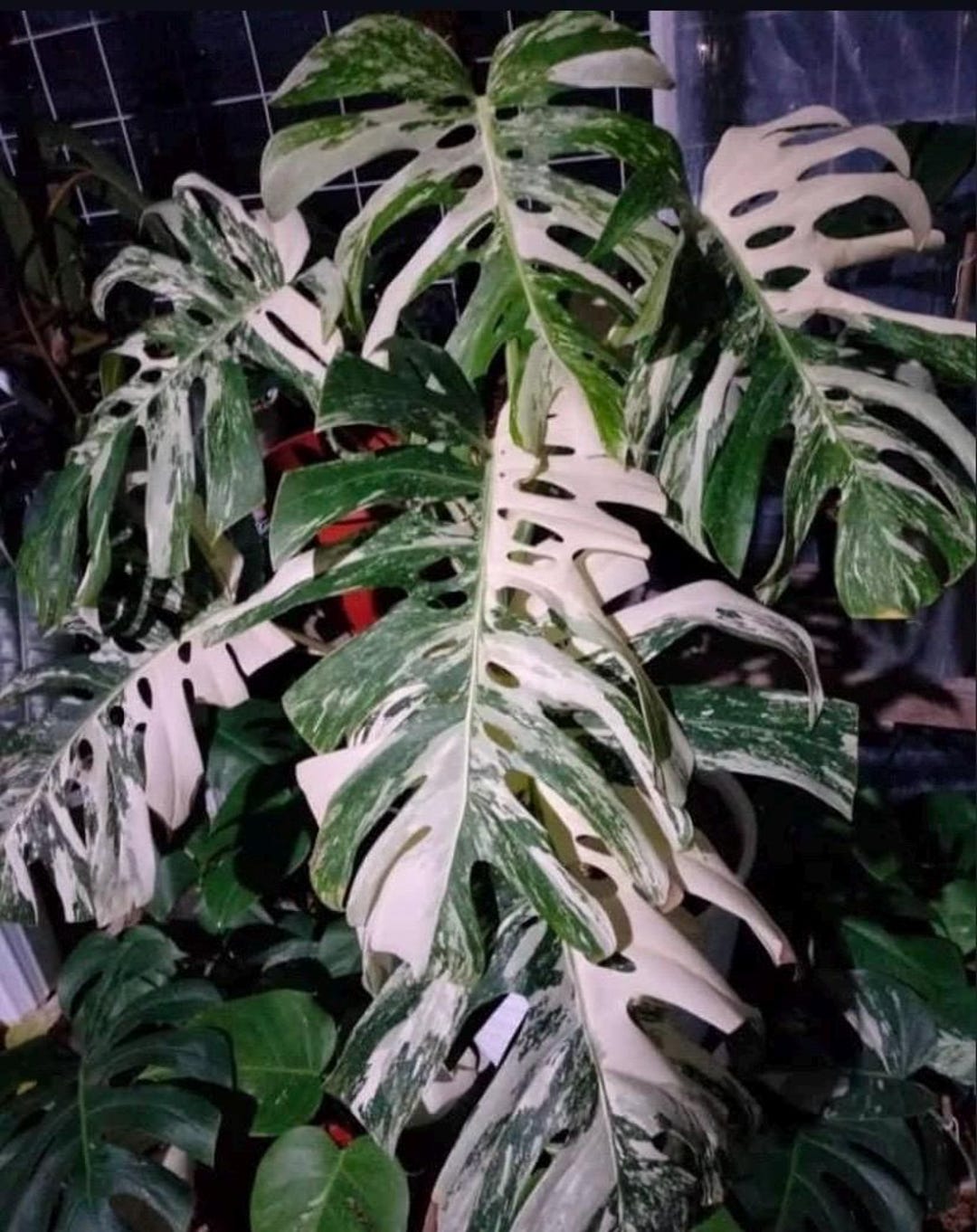 Monstera Albo White Tiger Mature Big Size Real Picture - Etsy