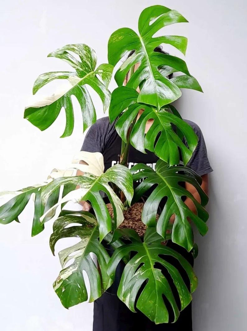 Variegated Monstera Albo White Tiger Beauty Real Picture Lush Leave ...