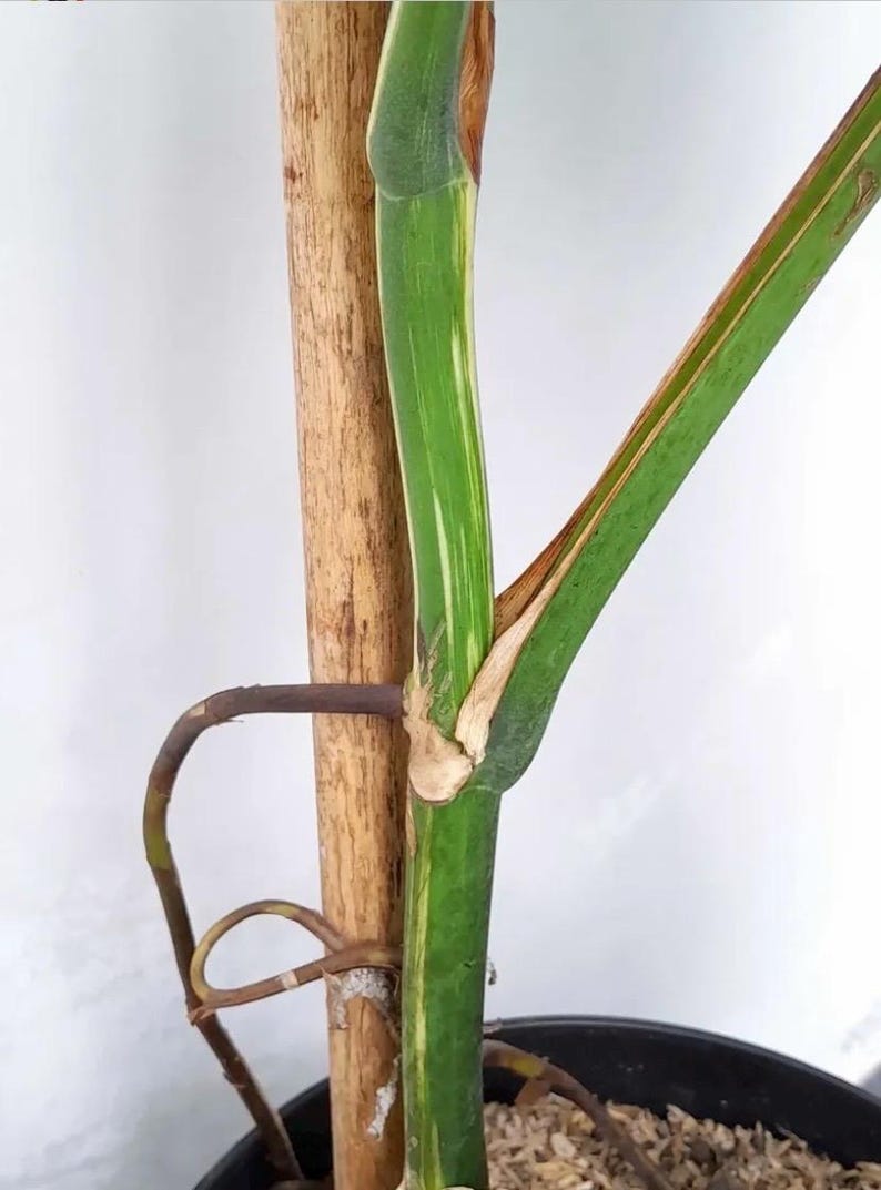 Variegated Monstera Albo White Tiger Beauty Real Picture Lush Leave ...