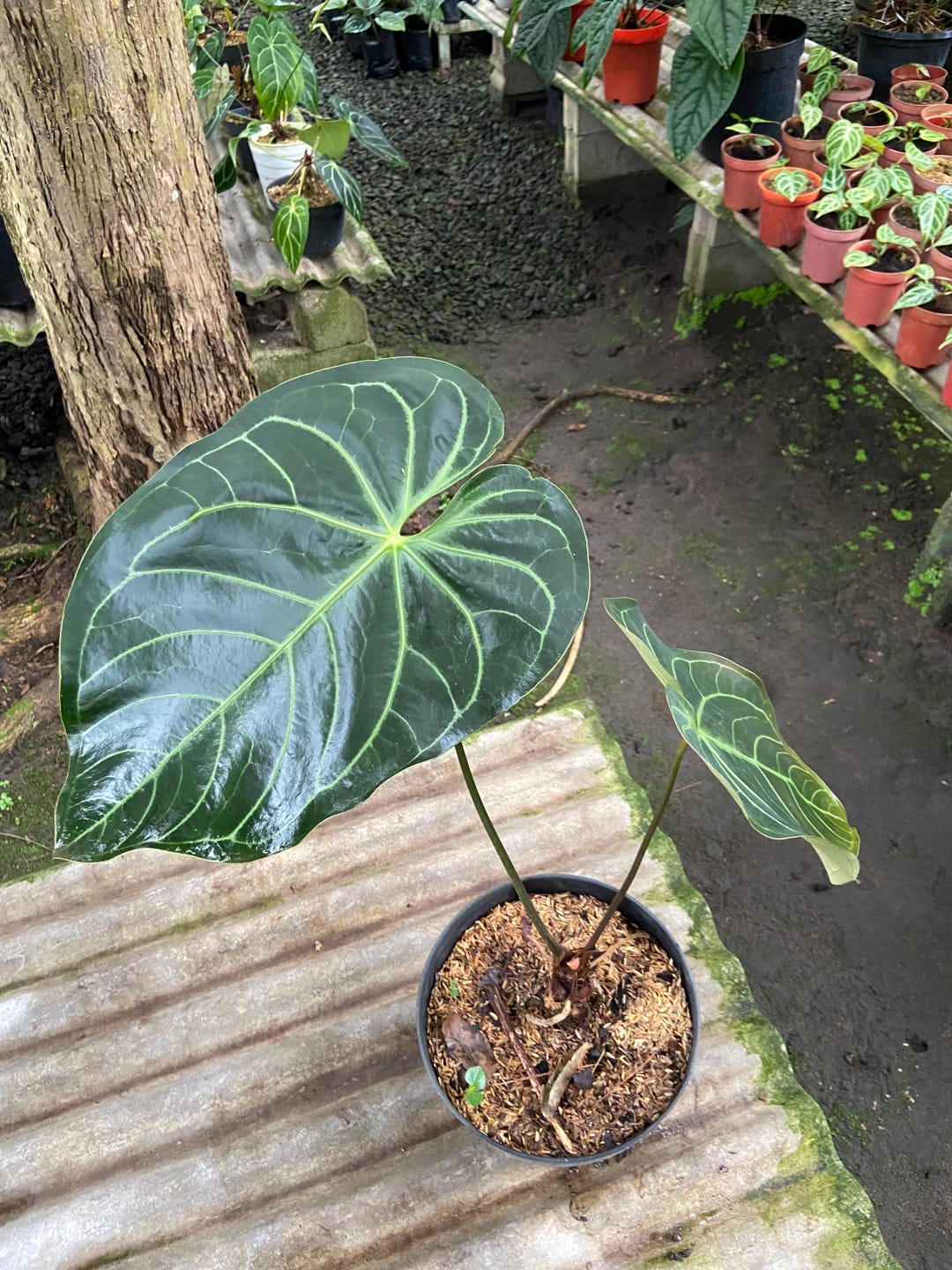 Anthurium Mangnifikum X Regale Plant, Real Picture Large Size Leaves - Etsy