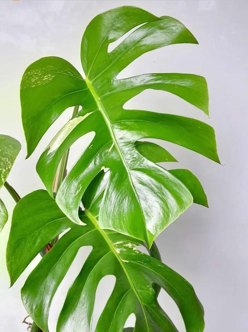 Variegated Monstera Albo White Tiger Beauty Real Picture Lush Leave ...