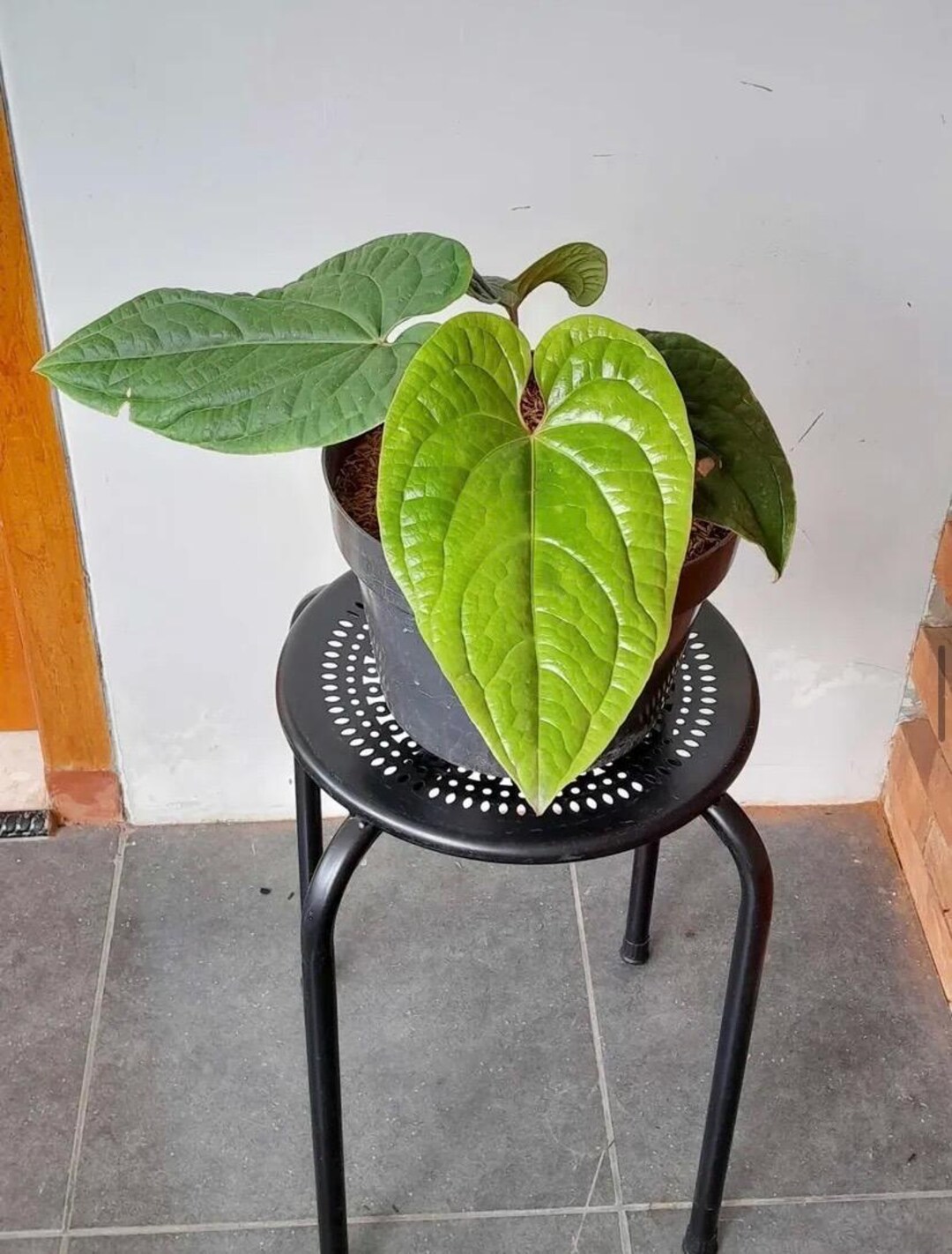 Anthurium Radican Beauty Real Picture - Etsy