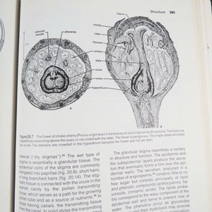 Vintage ANATOMY of SEED PLANTS - 2nd Edition - Katherine Esau - 1977 ...
