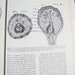 Vintage ANATOMY of SEED PLANTS 2nd Edition Katherine Esau 1977 Wiley ...