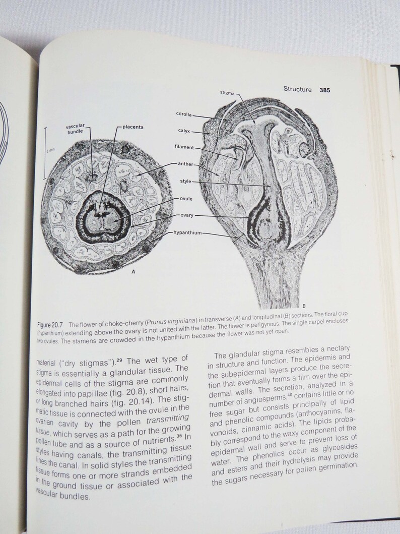 Vintage ANATOMY of SEED PLANTS 2nd Edition Katherine Esau - Etsy