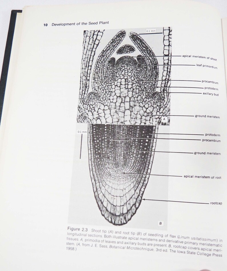 Vintage ANATOMY of SEED PLANTS 2nd Edition Katherine Esau - Etsy
