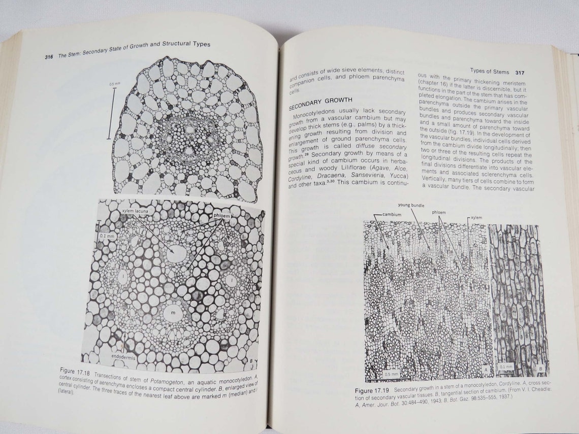 Vintage ANATOMY of SEED PLANTS 2nd Edition Katherine Esau - Etsy