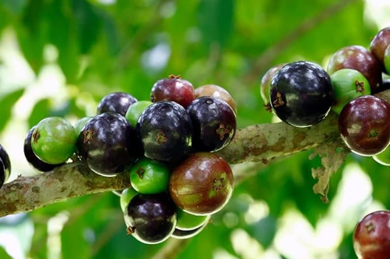 Jabuticaba Tree (myrciaria Cauliflora) – Live Plant in 4" Pot – Fruit ...