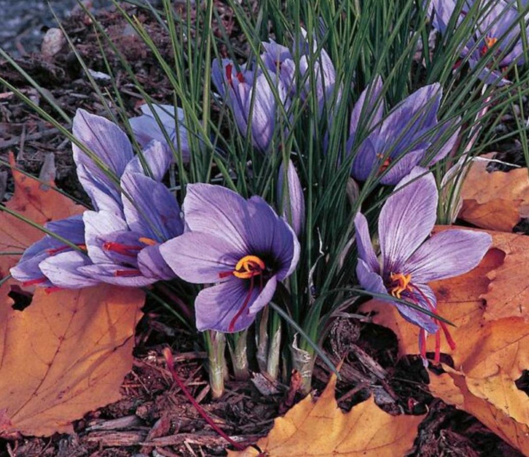 10 Saffron Crocus Bulbs – Fall Blooming, Real Saffron Source - Etsy