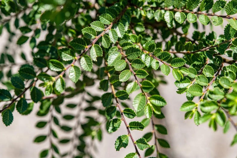 Live Seiju Dwarf Chinese Elm Plant - 2.5" Pot - Ulmus Parvifolia ...