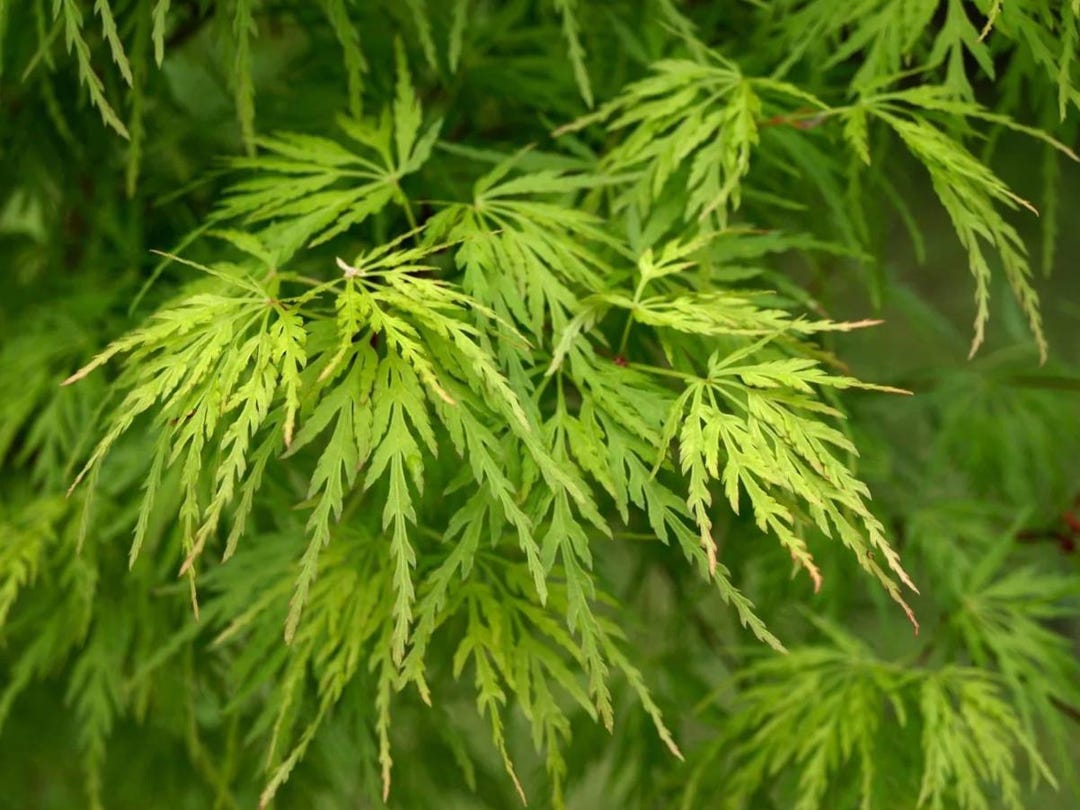 Live Seiryu Japanese Maple Plant - Quart Pot - Upright, Lacy Foliage ...