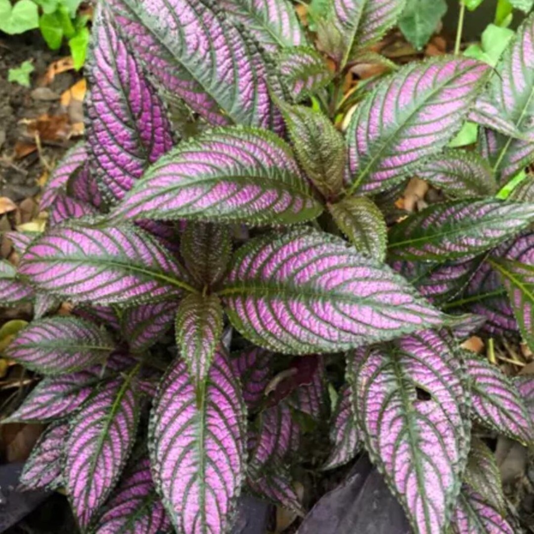 Live Persian Shield Plant – 2" Pot – Iridescent Purple-green Foliage - Etsy