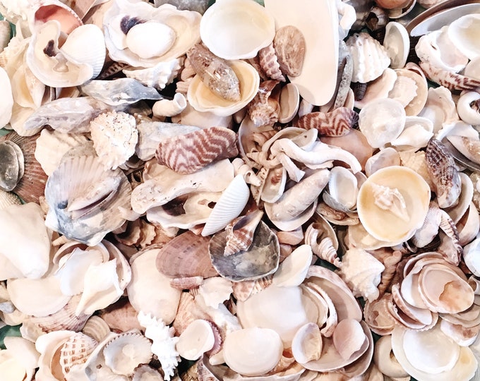 1 LB Bulk Craft Shells, Seashells, Florida / Beach Decor / Shells ...