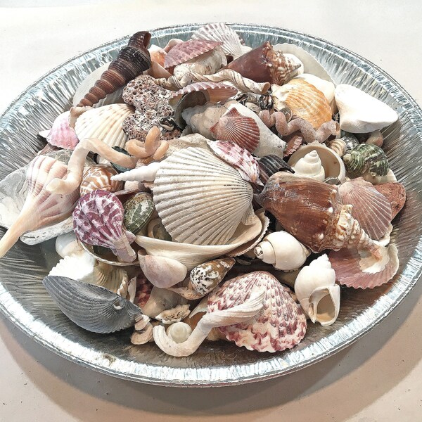 Large Sea Shell - Etsy