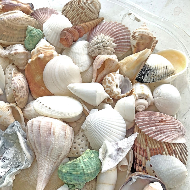 Bag of Shells Mixed Sea Shells 100 Large Sea Shells for - Etsy