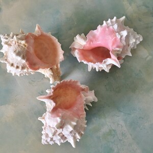 Pink Murex Shell, 3-4" Murex Shell, Set of 3, Pink Shells, Craft Shell ...