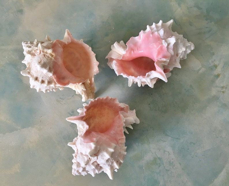 Pink Murex Shell 3-4 Murex Shell Set of 3 Pink | Etsy