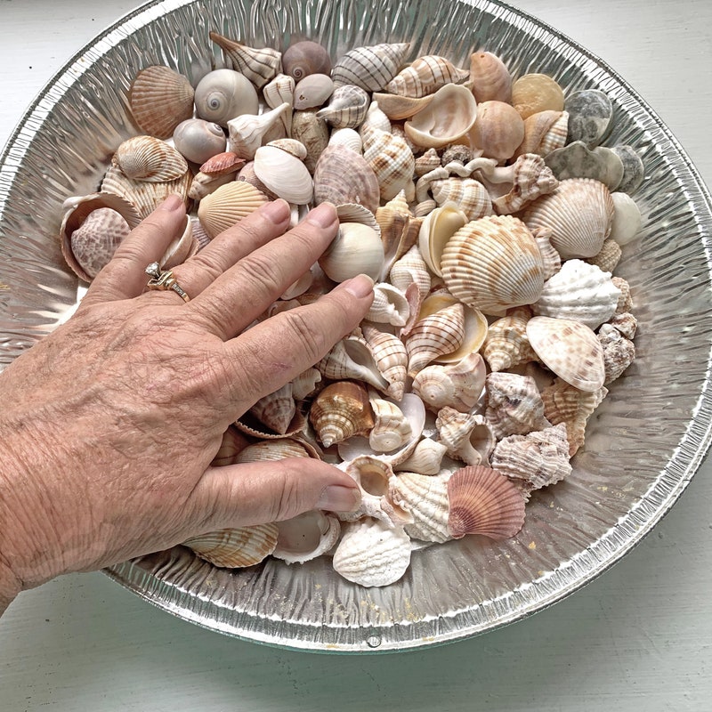 Bulk Seashells - Etsy
