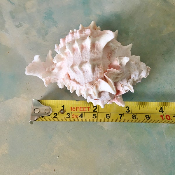 Murex Shell - Etsy