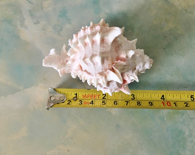 Pink Murex Shell, 3-4 Murex Shell, Set of 3, Pink Shells, Craft Shell ...