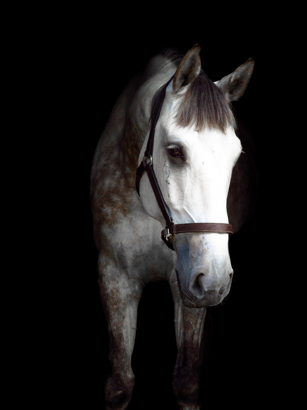 Grey Horse, Black Background Digital Download for Printing - Etsy