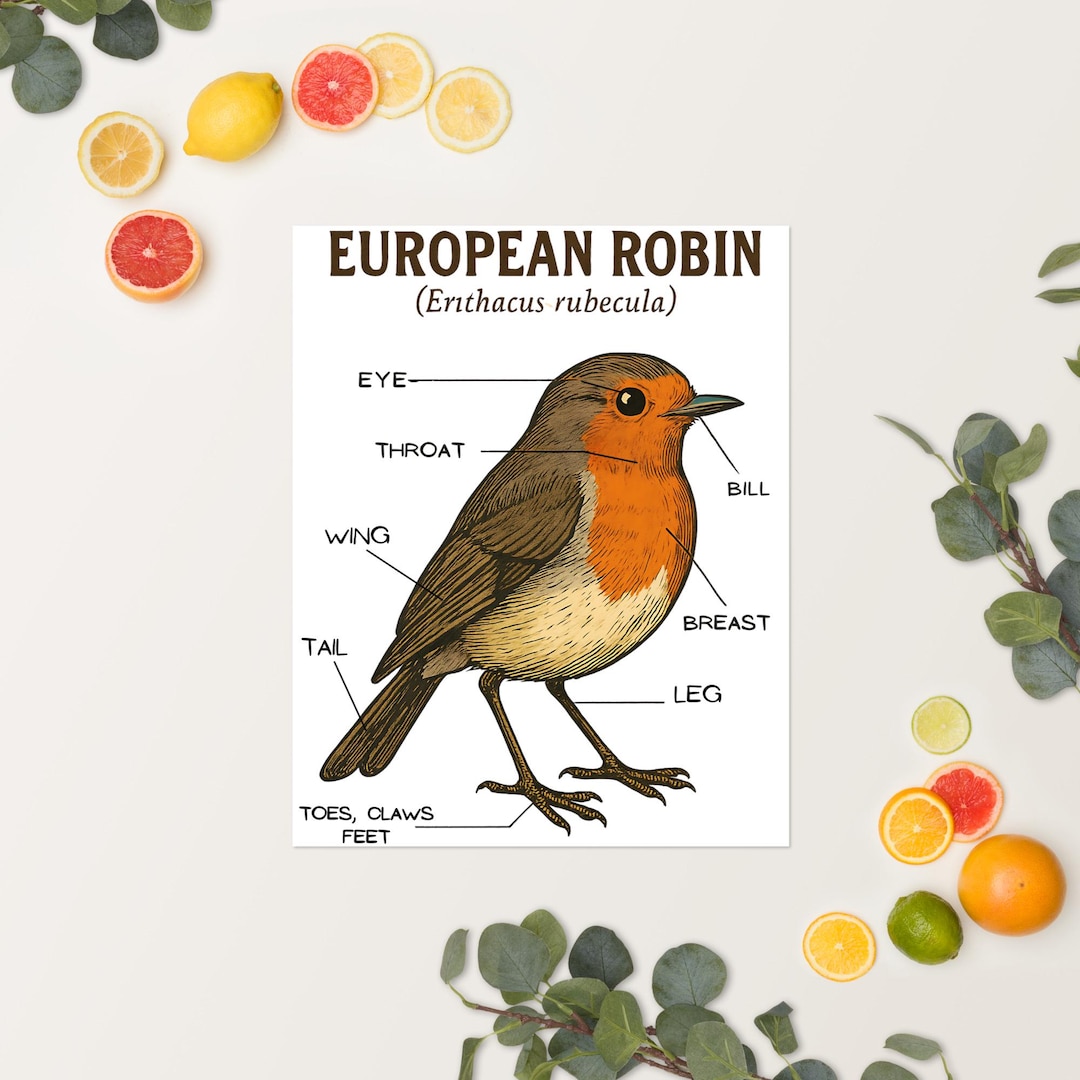 Vintage European Robin Anatomy – Retro Ornithology Illustration Poster ...