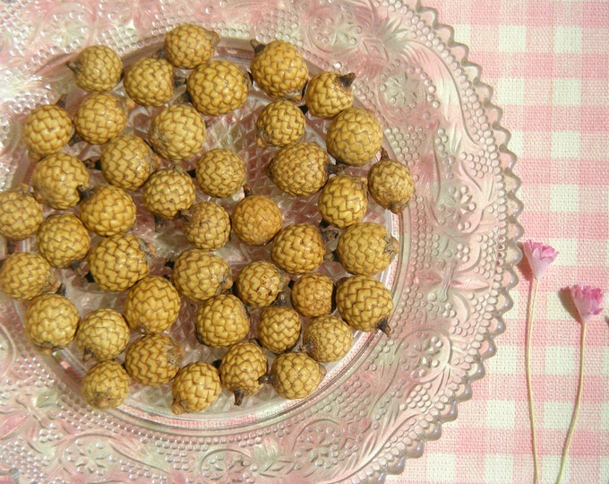 40 Dried Rattan Seeds for Crafting , Handmade Accessories - Etsy