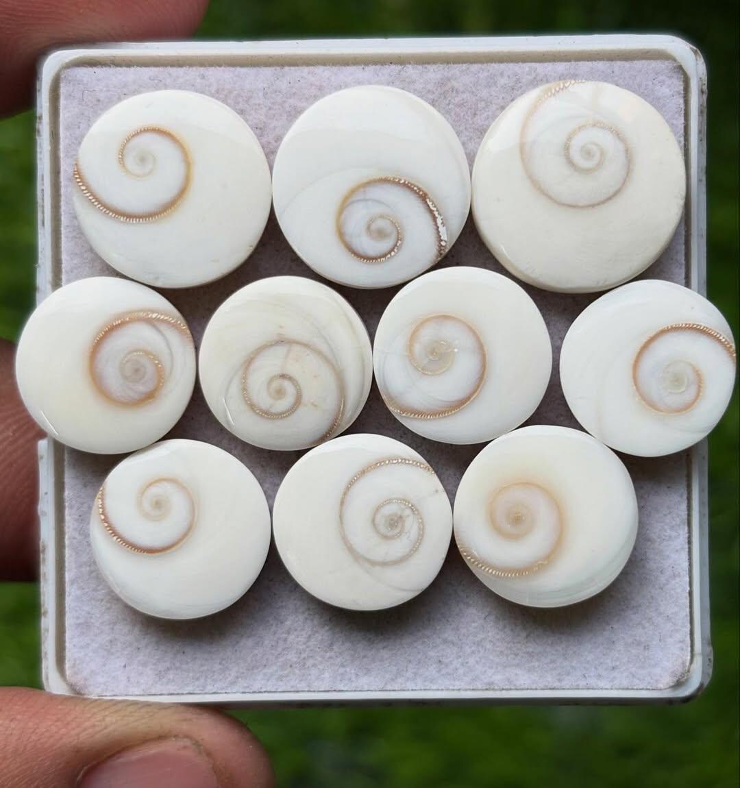 Naturals Shiva Eye Shell Flat Back Gemstones: Round Shape, Hand ...