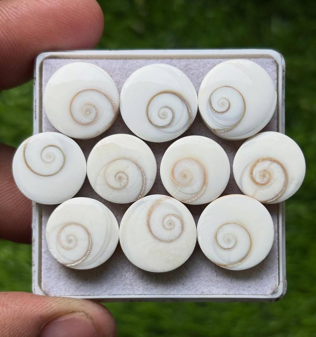 Naturals Shiva Eye Shell Flat Back Gemstones: Round Shape, Hand ...