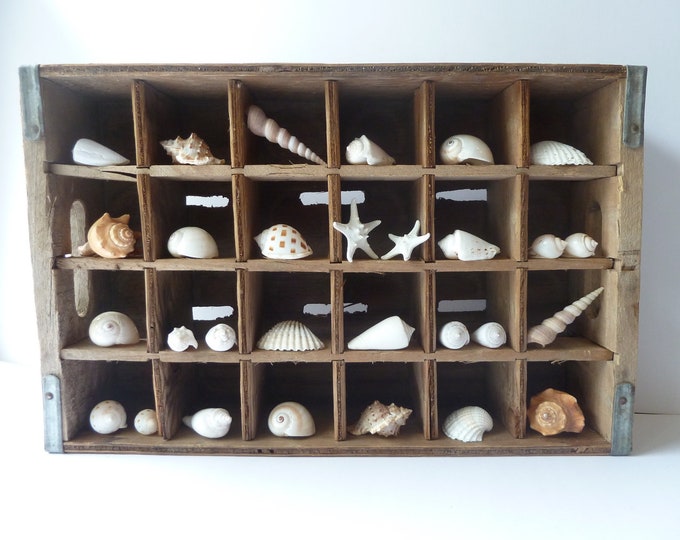 Shell Collection Rustic Home Decor Beach Decor Natural - Etsy