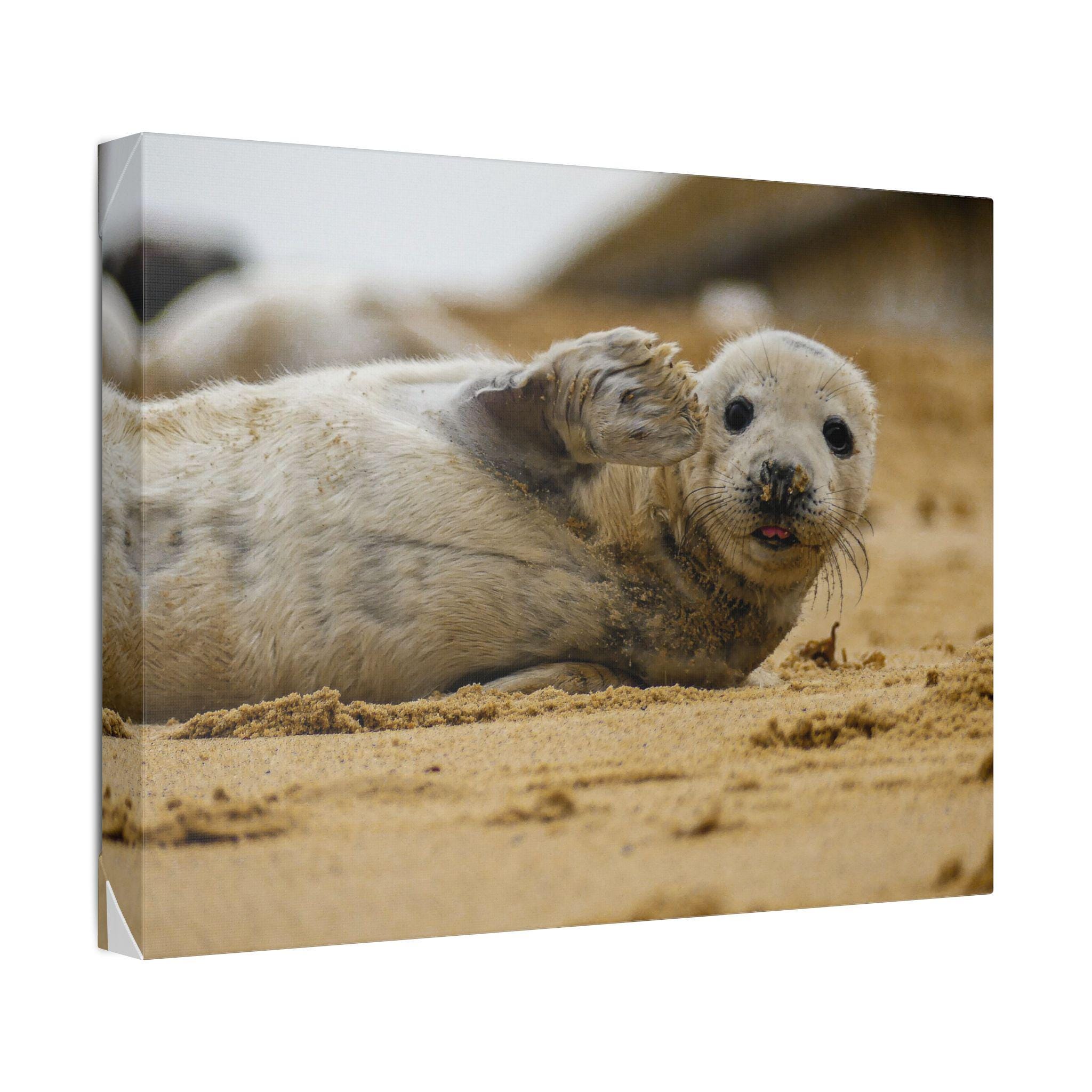 Adorable Waving Seal Pup – Coastal Nature Photography Print - Etsy