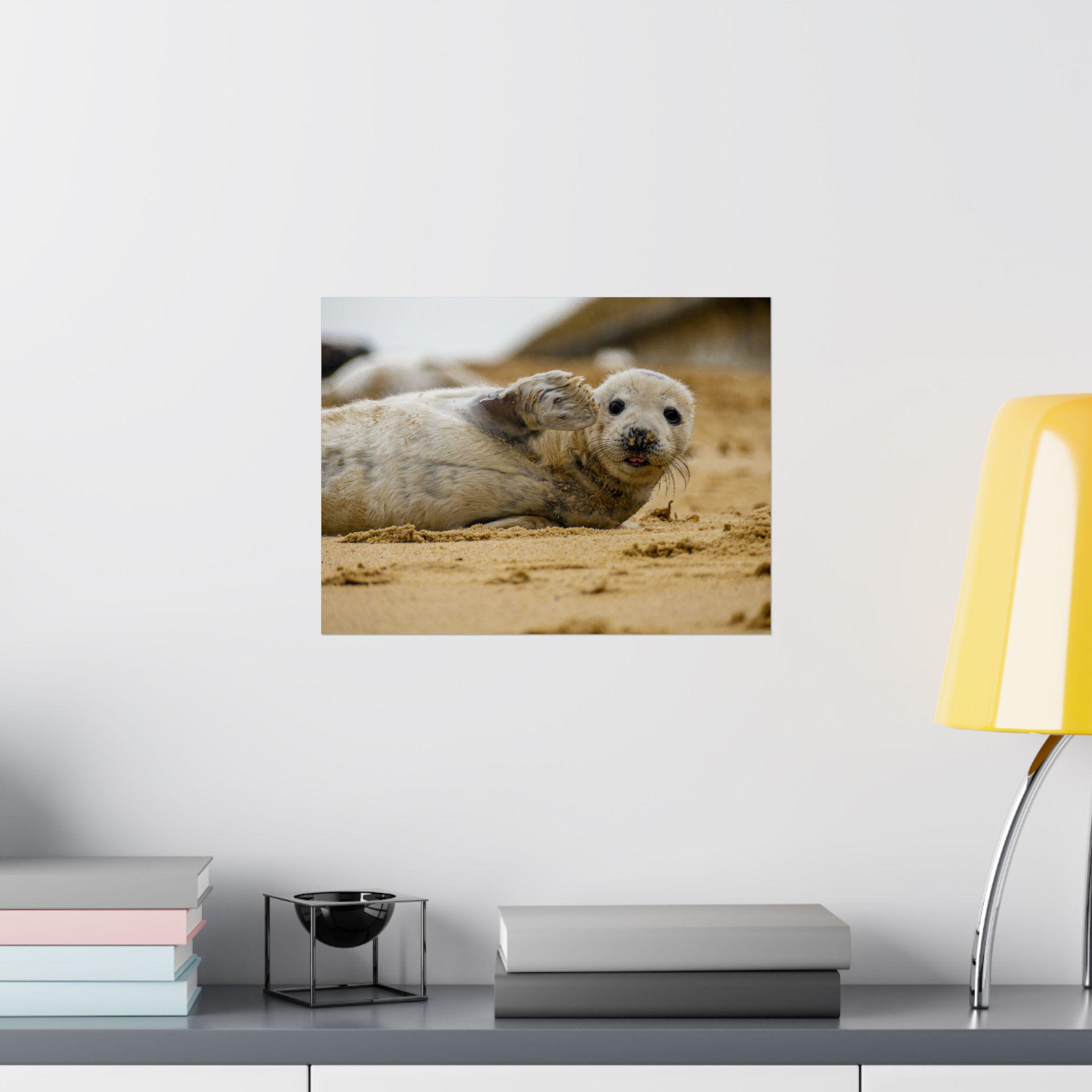 Adorable Waving Seal Pup – Coastal Nature Photography Print - Etsy