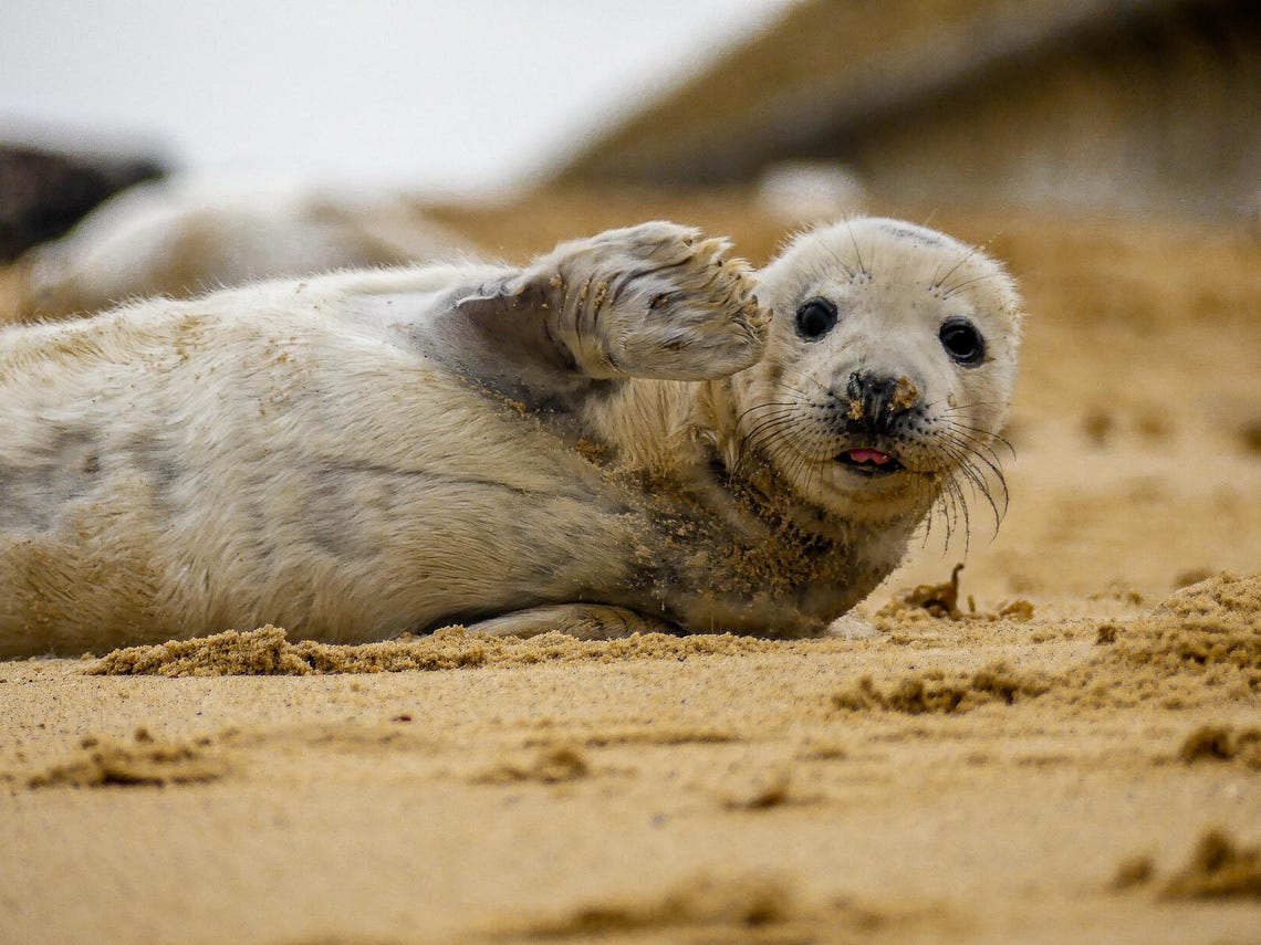 Adorable Waving Seal Pup – Coastal Nature Photography Print - Etsy