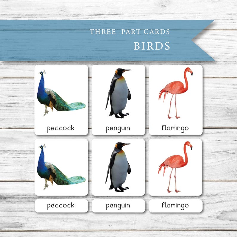 Printable Bird Flashcards: Montessori Matching Game (PDF) - Etsy