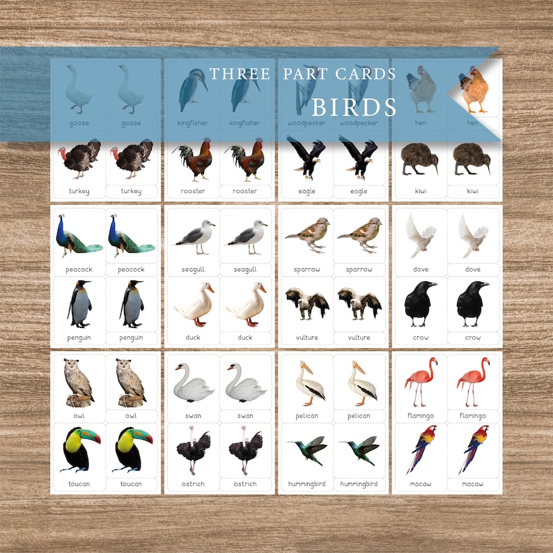 Printable Bird Flashcards: Montessori Matching Game (PDF) - Etsy