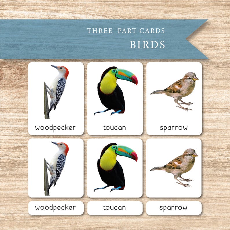 Printable Bird Flashcards: Montessori Matching Game (PDF) - Etsy