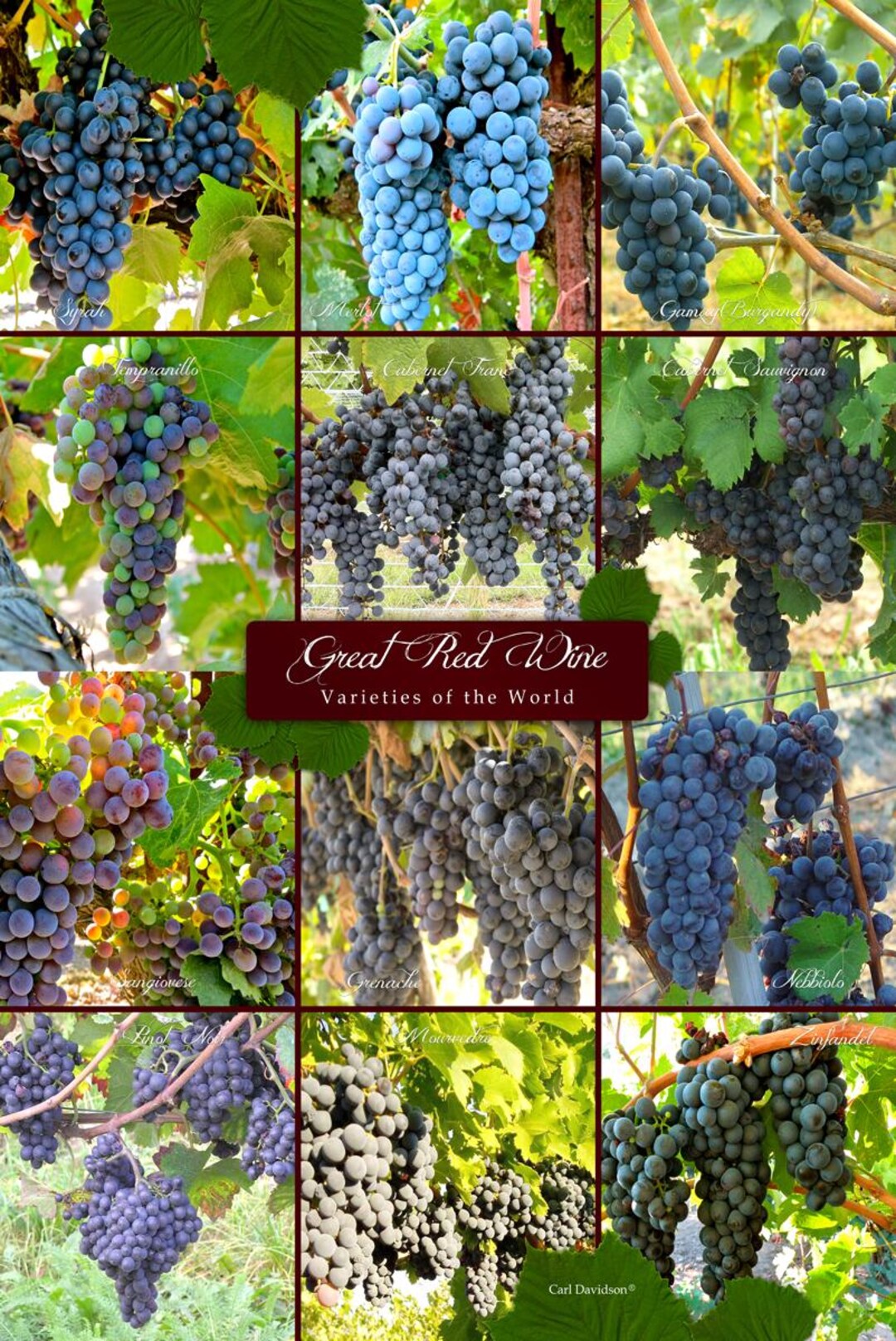 Great Red Wine Grape Varietals Ready for Digital Download Print, Poster ...