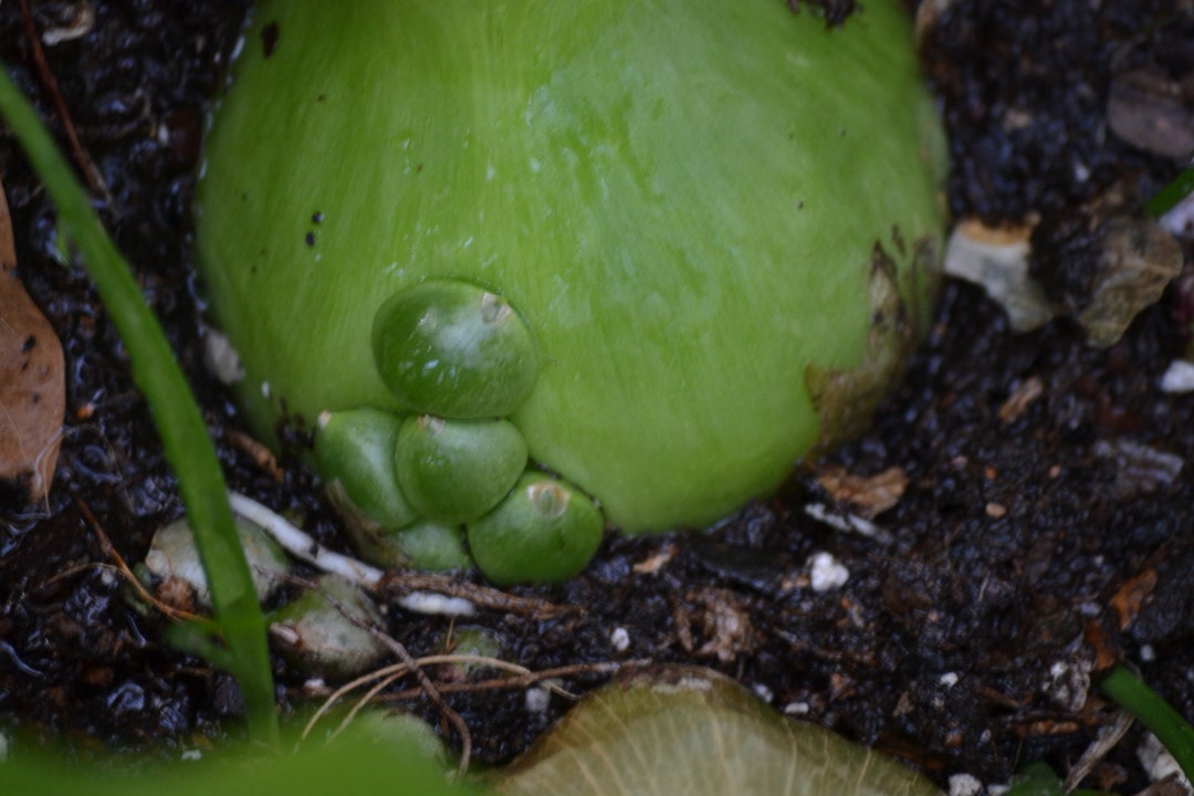 Small Pregnant Onion Bulbs, Succulent House Plant Bulbs, Ornithogalum ...
