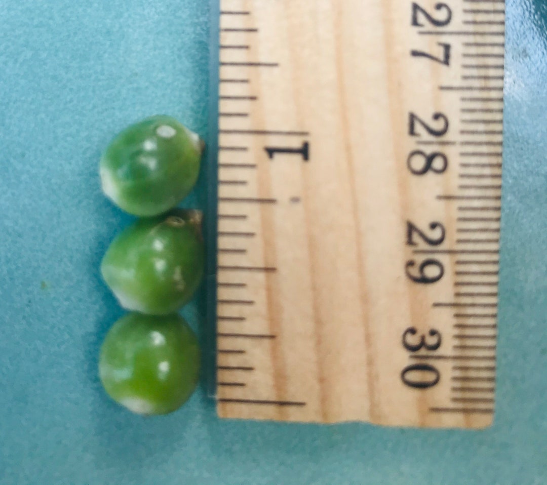 Tiny Pregnant Onion Succulent Plant Bulb Sale, Organic Ornithogalum ...